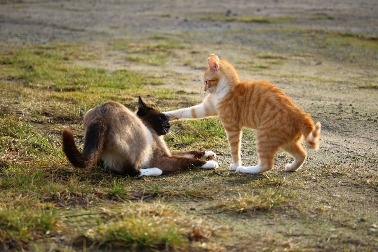 The Seven Types of Narrative Conflict | Florida Writers Association