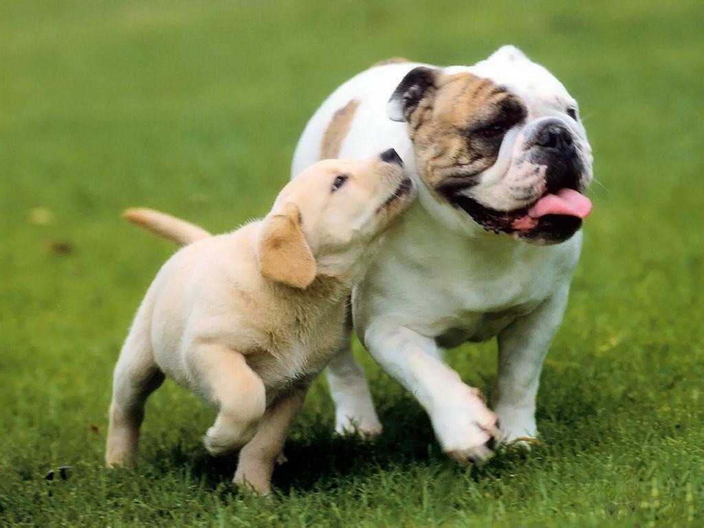 Writing Our Furry Friends | Florida Writers Association
